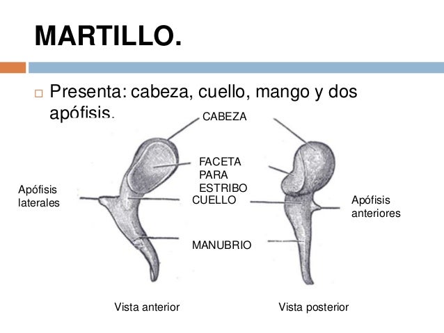 Clase sentido del oído