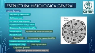 Glandulas salivales, Histologia oral.pptx