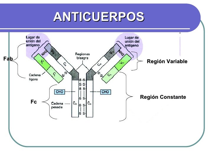 Clases inmuno