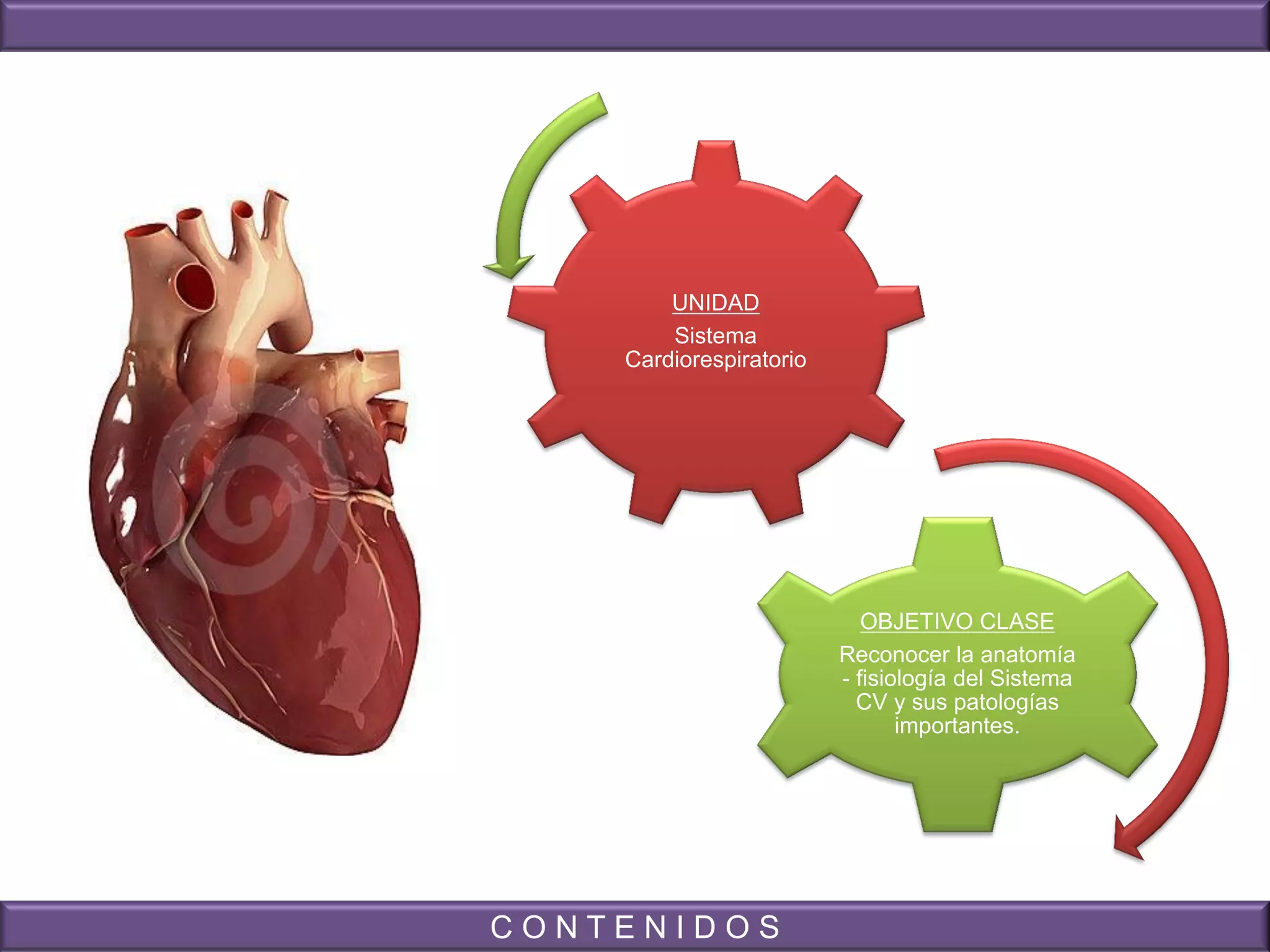 Anatomía Del Sistema Cardiovascular