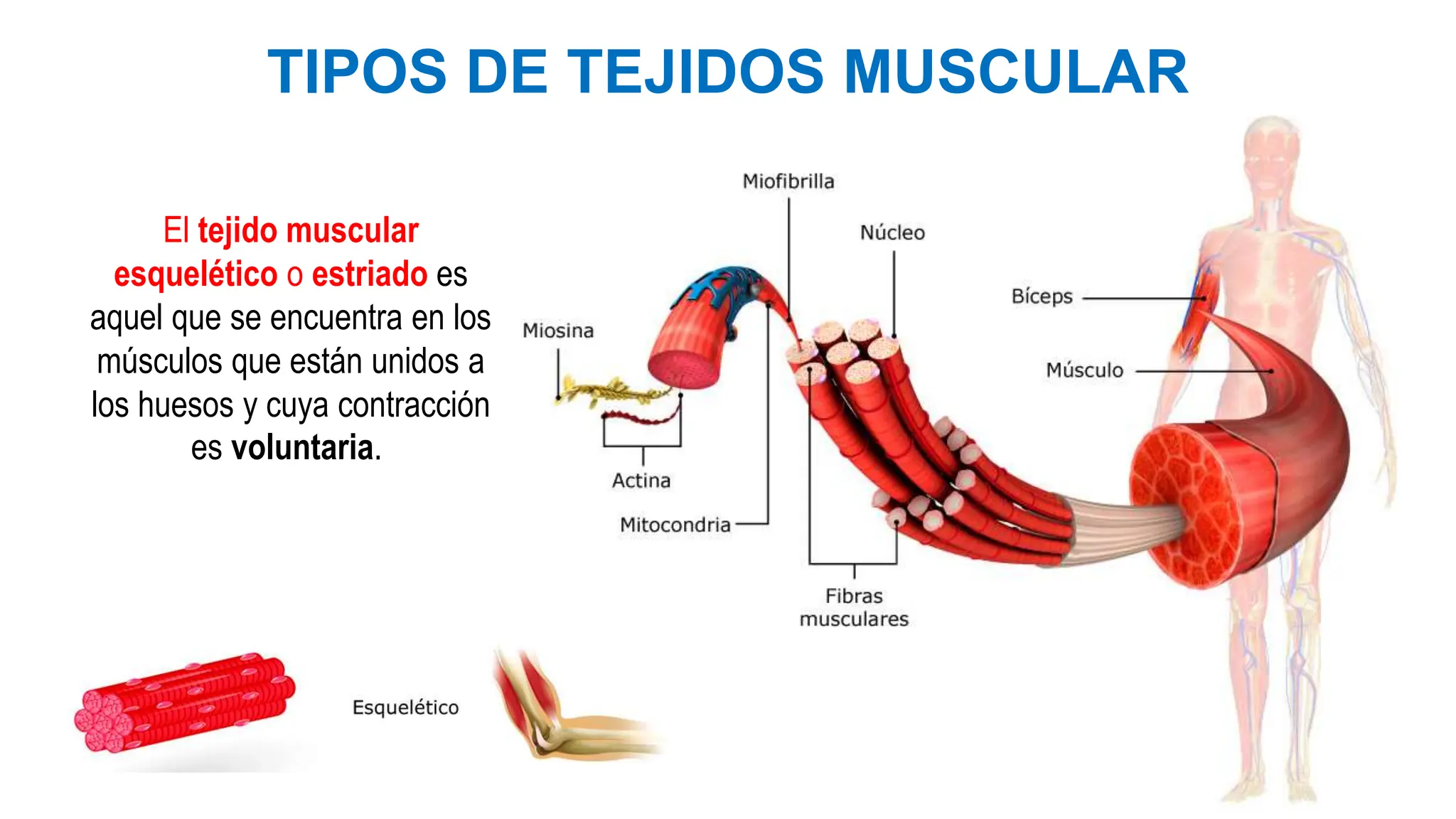 Diapositivas sistema locomotor óseo y muscular.pptx