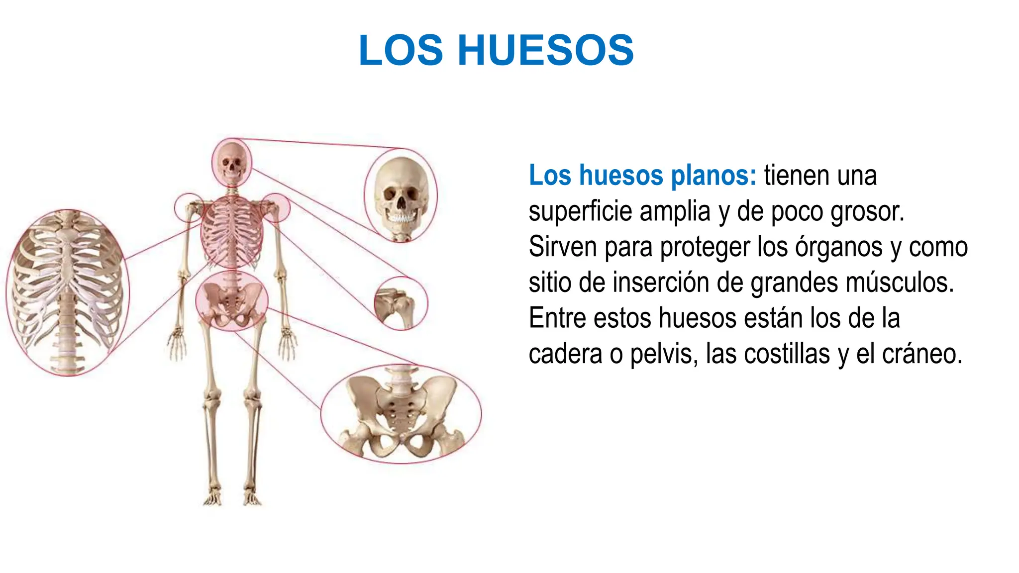 Diapositivas sistema locomotor óseo y muscular.pptx