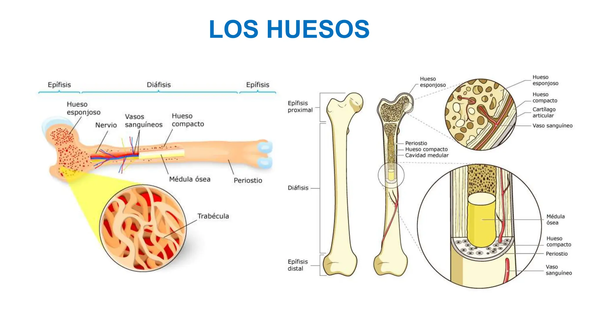 Diapositivas sistema locomotor óseo y muscular.pptx