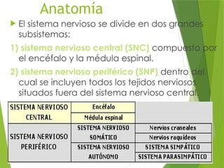 CLASE SISTEMA NERVIOSO para grado 8 de bachillerato | PPTX