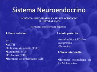 Clase sistema neuroendocrino | PPT