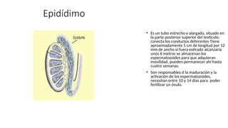 PRESENTACION SISTEMA APARATO REPRODUCTOR.ppt