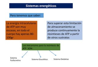 Clases de sistemas energéticos en deportistas | PDF