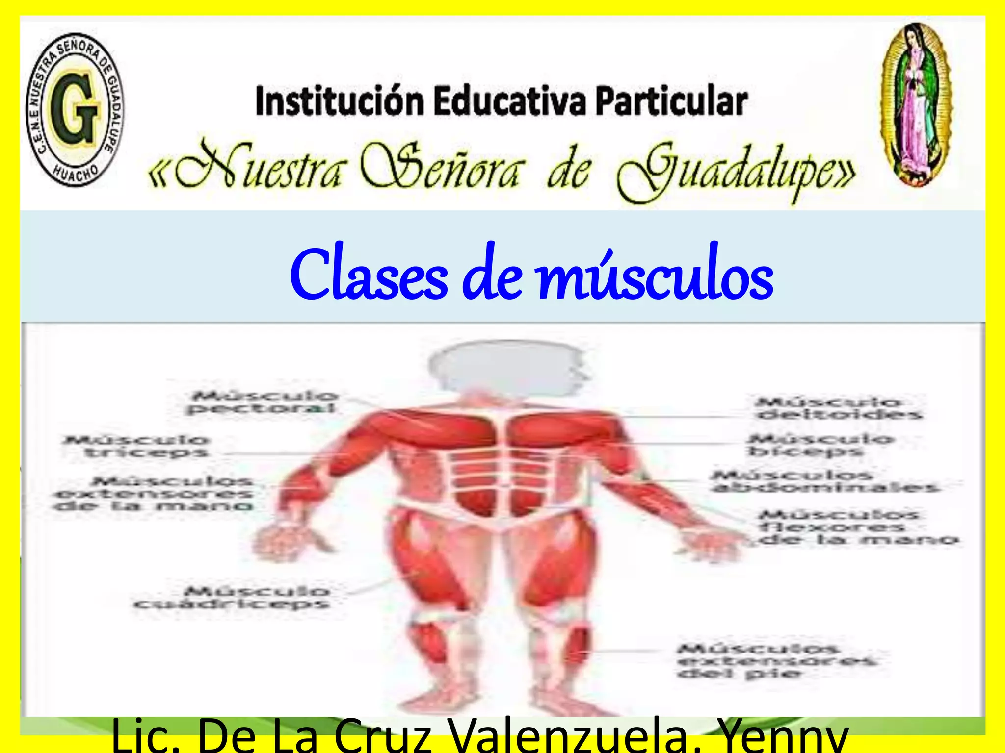 Clases musculos | PPTX