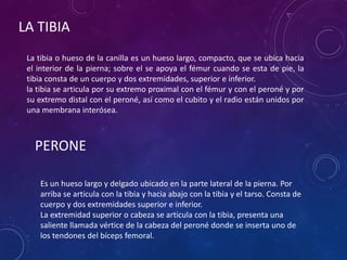 clase final | PPTX