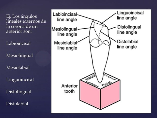 Clase superficies dentarias