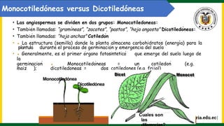 SEMANA CLASE TAXONOMIA VEGETAL SEMANA 15.pptx