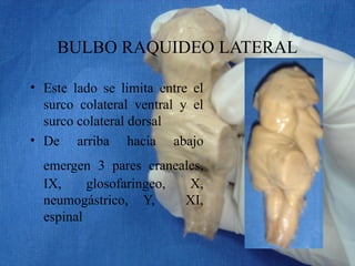_CLASE TEORICA BULBO-RAQUIDEO.FISIOLOGIA Y ANATOMIA | PPT