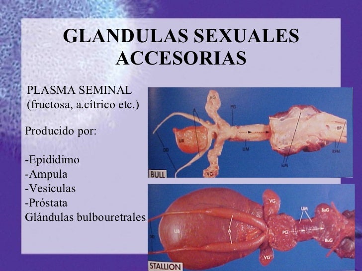 Clase udca 1anatomia