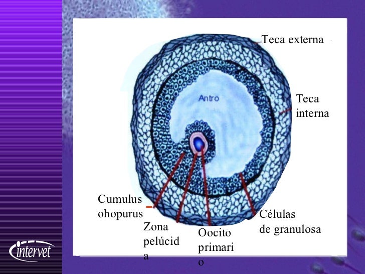 Clase udca 3 foliculogeneis
