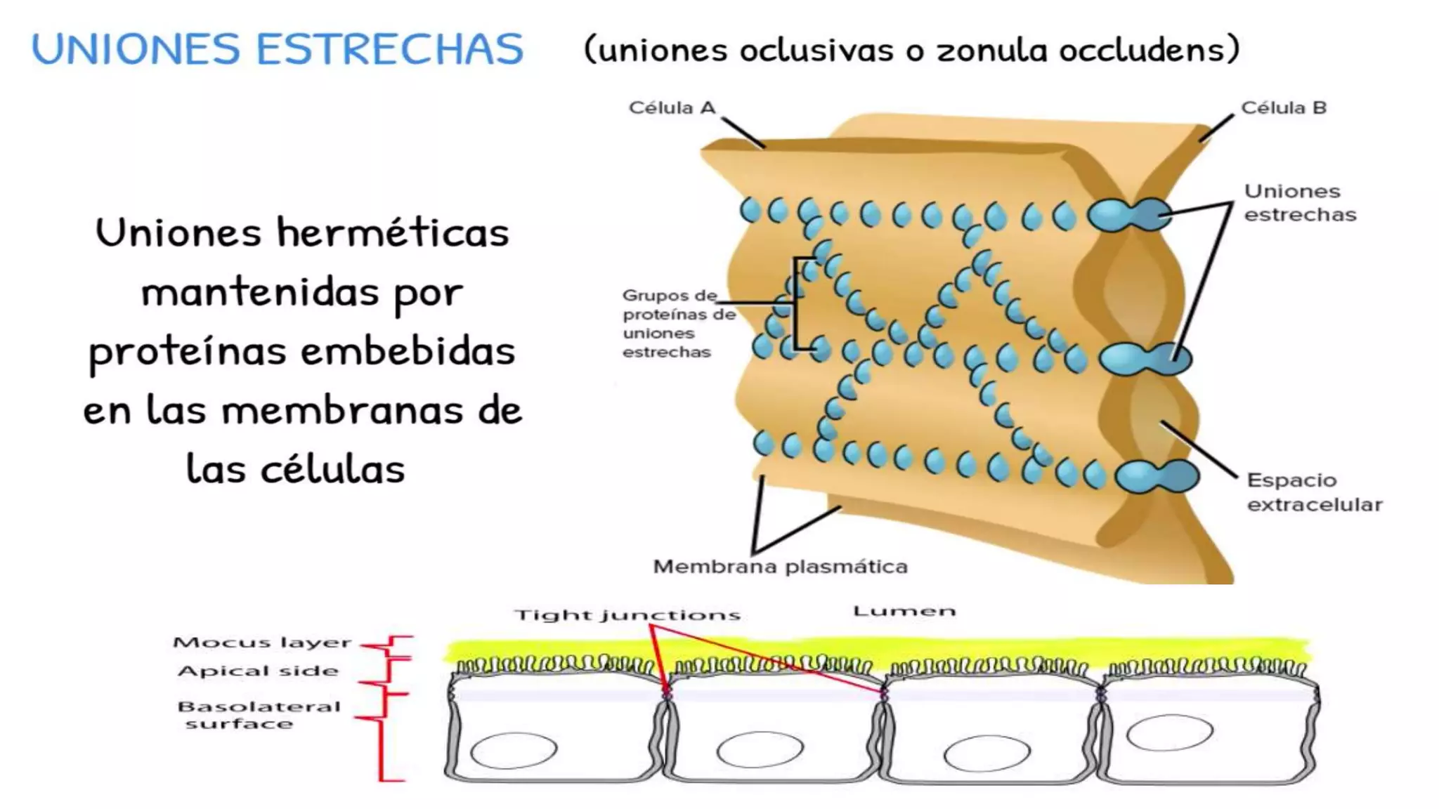 CLASE UNIONES CELULARES Y TEJIDO EPITELIAL.pptx