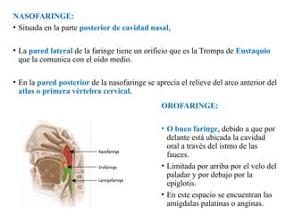 clase #1 anatomia de las vias aerea.pptx