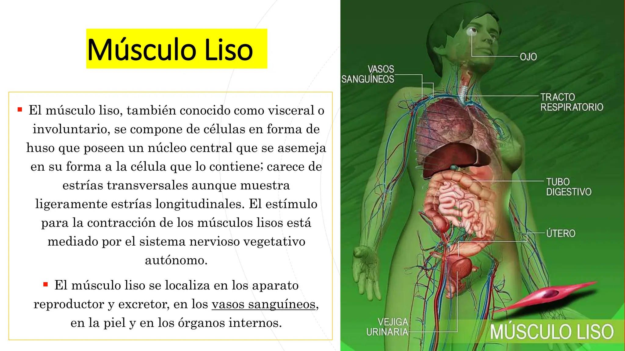 CLASE VII-SISTEMA MUSCULAR--presentación | PPTX