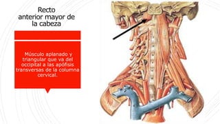 CLASE VII-SISTEMA MUSCULAR--presentación | PPTX