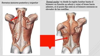 CLASE VII-SISTEMA MUSCULAR--presentación | PPTX