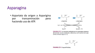 Clase XI Bioquimica Humana III Ciclo 2024-I Enfermeria.pdf