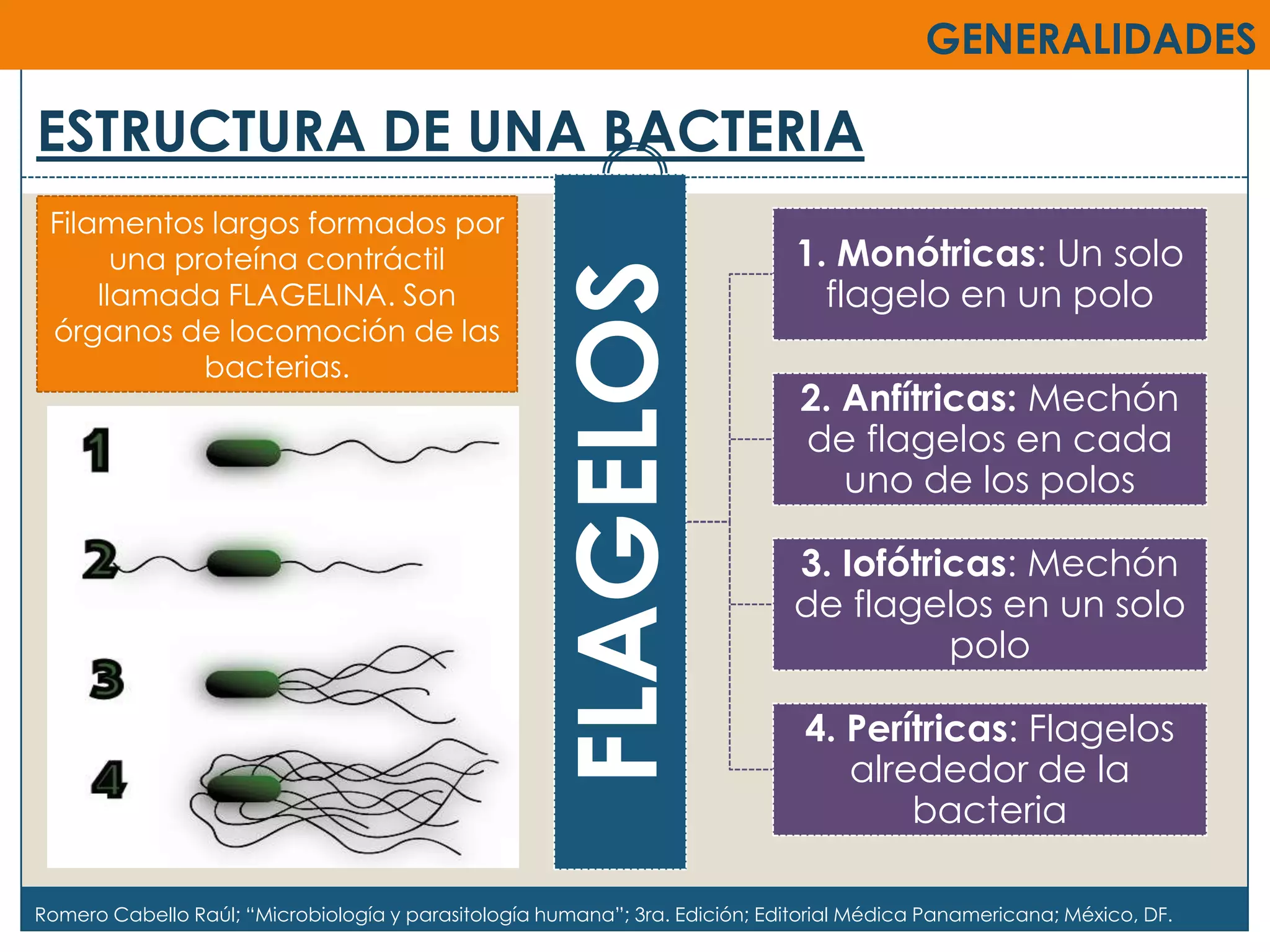 Clasif. de microorganismos | PPTX