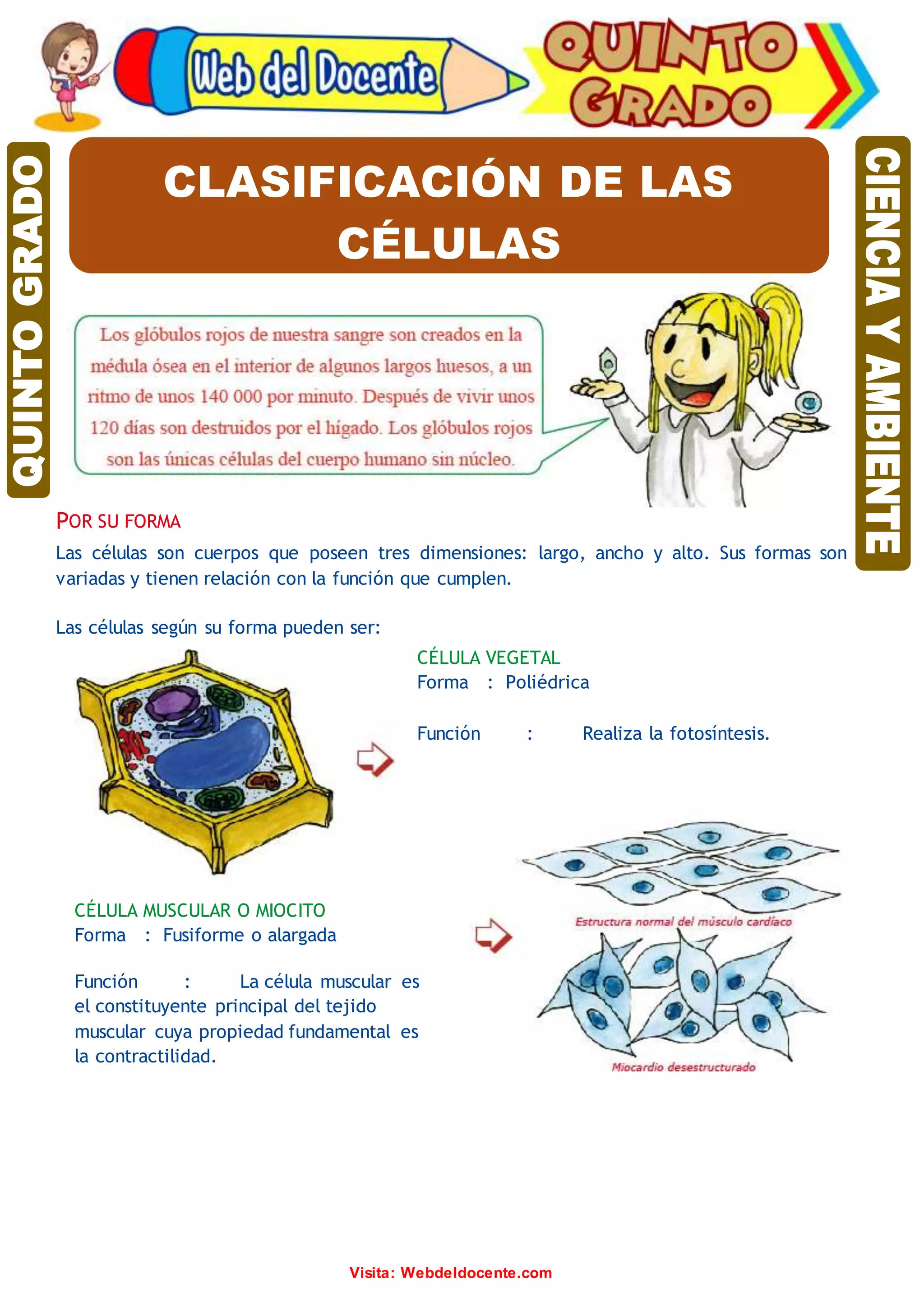 Diagrama De Célula Animal Para Quinto Grado