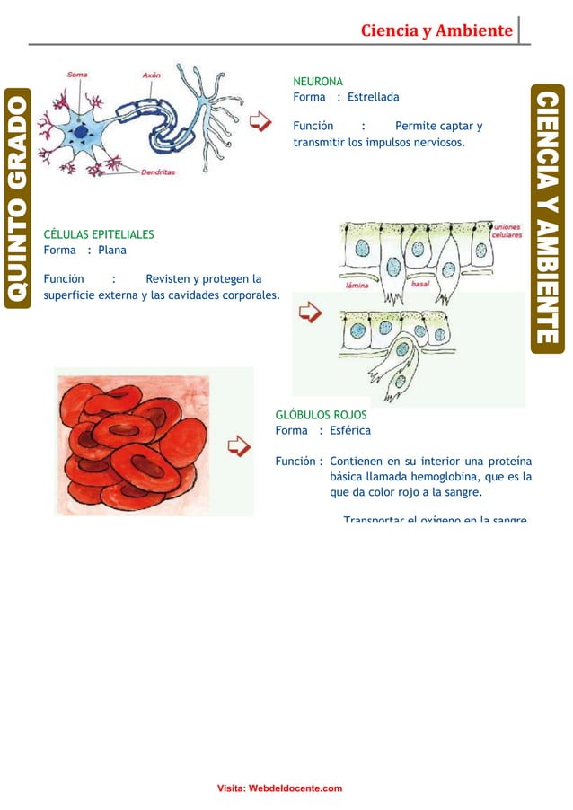 Clasificacin De Las Clulas Para Quinto Grado De Primaria