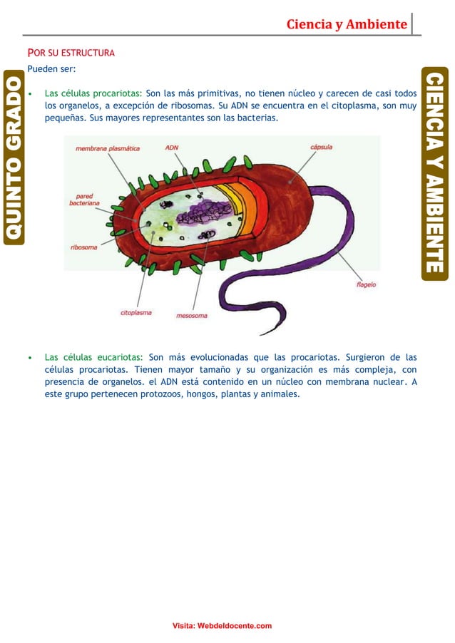 Clasificacin De Las Clulas Para Quinto Grado De Primaria