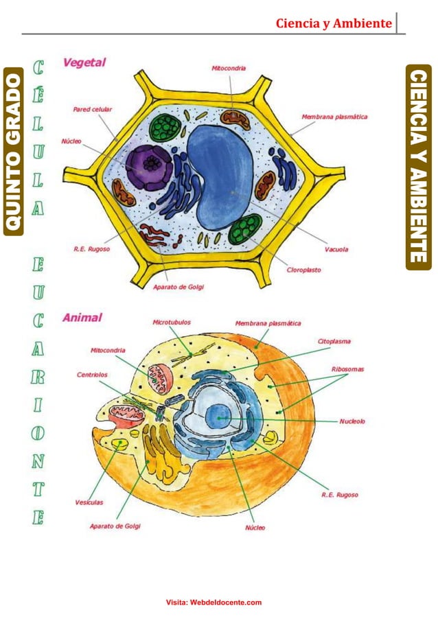 Clasificacin De Las Clulas Para Quinto Grado De Primaria