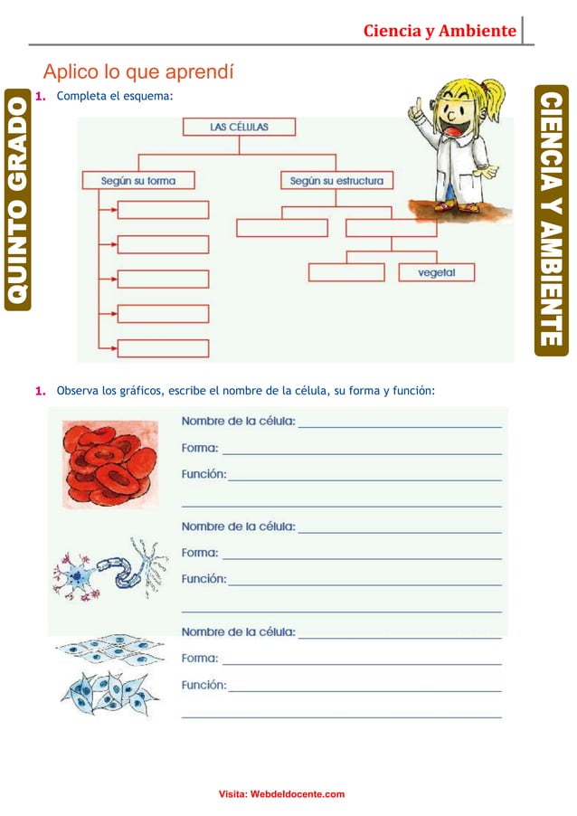 Clasificacin De Las Clulas Para Quinto Grado De Primaria