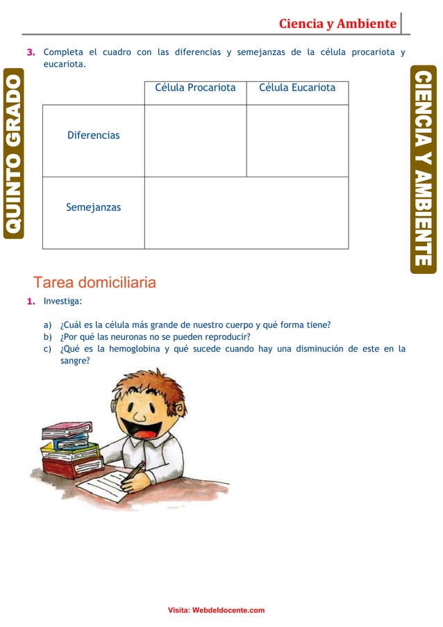 Clasificacin De Las Clulas Para Quinto Grado De Primaria