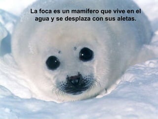 Clasificación animales | PPT