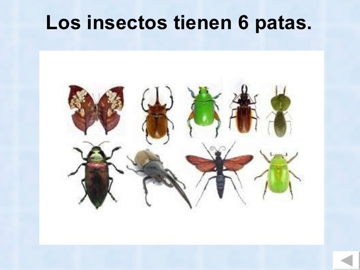 Clasificación animales