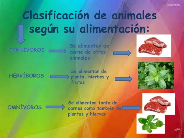 Clasificación de animales según su alimentación