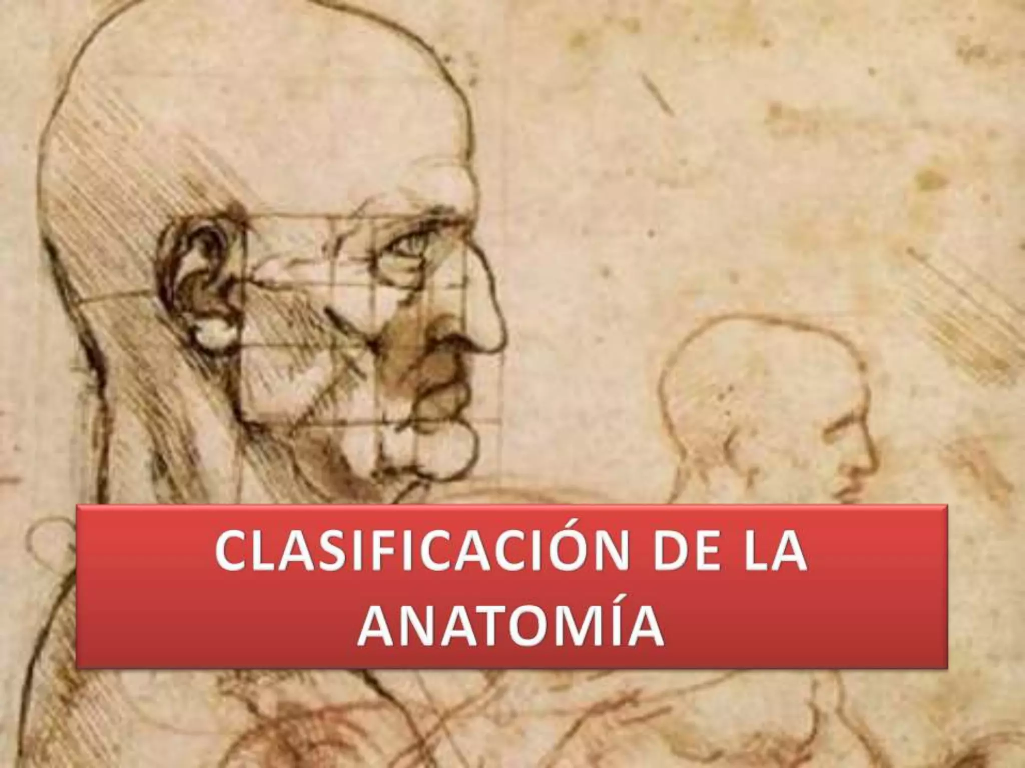 Subdivisiones De La Anatomía