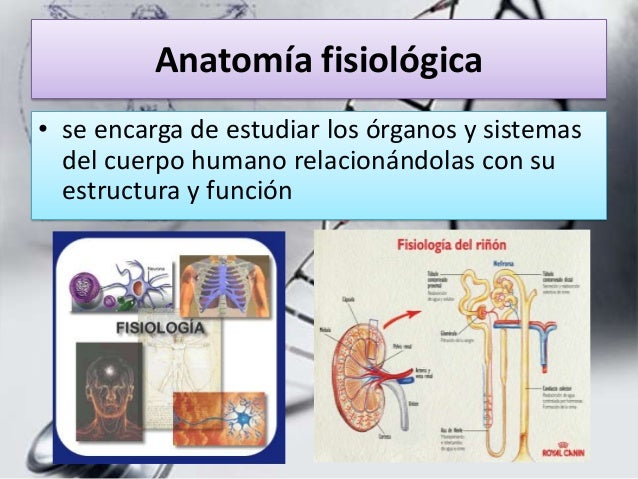 anatomia humana: Anatomía Humana
