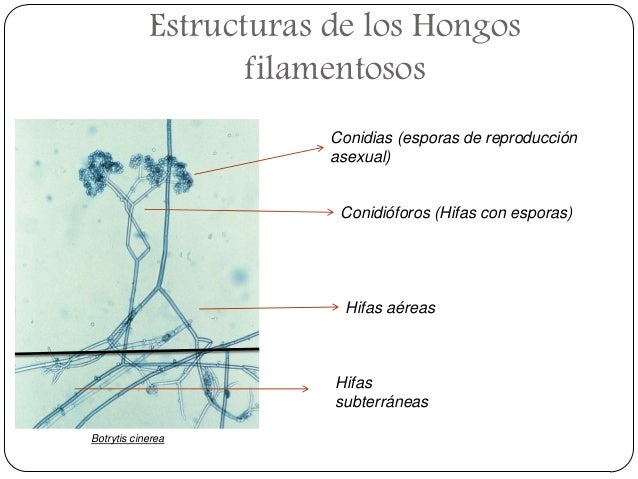 Clasificación de las enfermedades 1° parte hongos