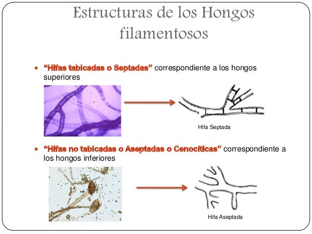 Clasificación de las enfermedades 1° parte hongos