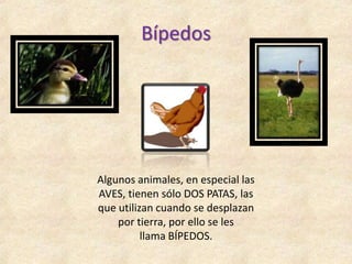 Clasificación de los animales | PPSX