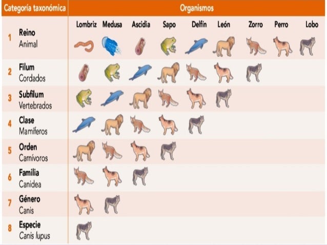 Clasificación de los animales