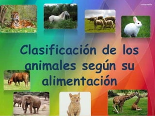 Clasificación de los animales diapositivas | PPTX