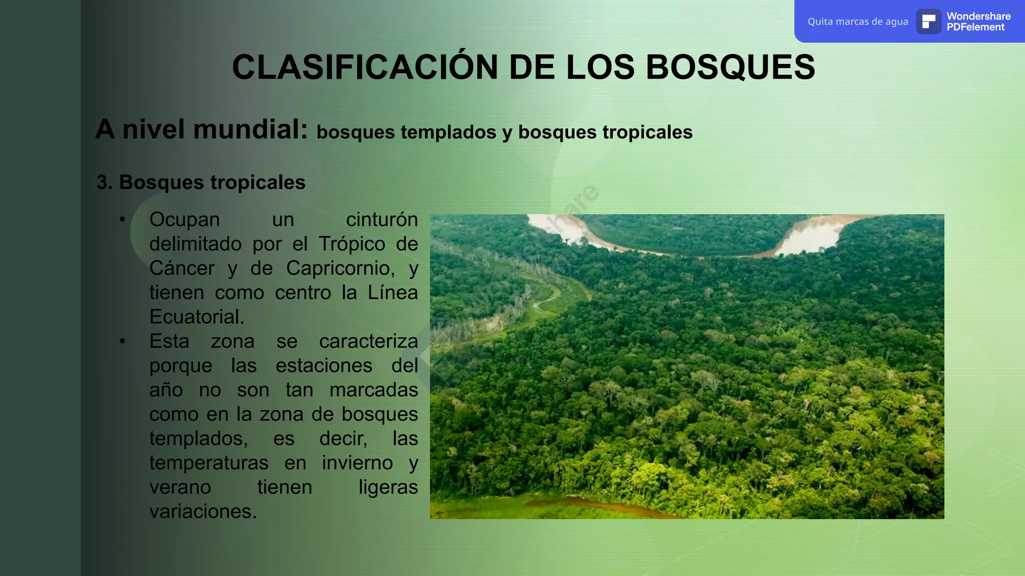 CLASIFICACIÓN DE LOS BOSQUES (S3).pdf
