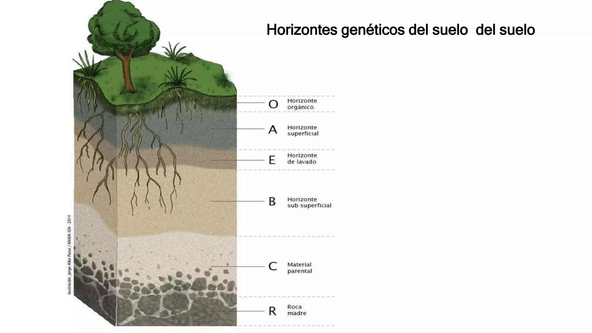 Clasificación de los horizontes del suelo (2).pptx