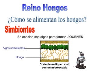 CLASIFICACION DE LOS REINOS Y MICROORGANISMOS | PPS