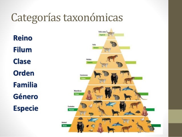 Clasificación de los seres vivos