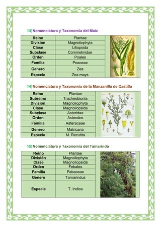 Clasificación de los seres vivos taxonomia | DOCX