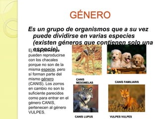 Clasificación de los seres vivos y principales categorías. natalia ...