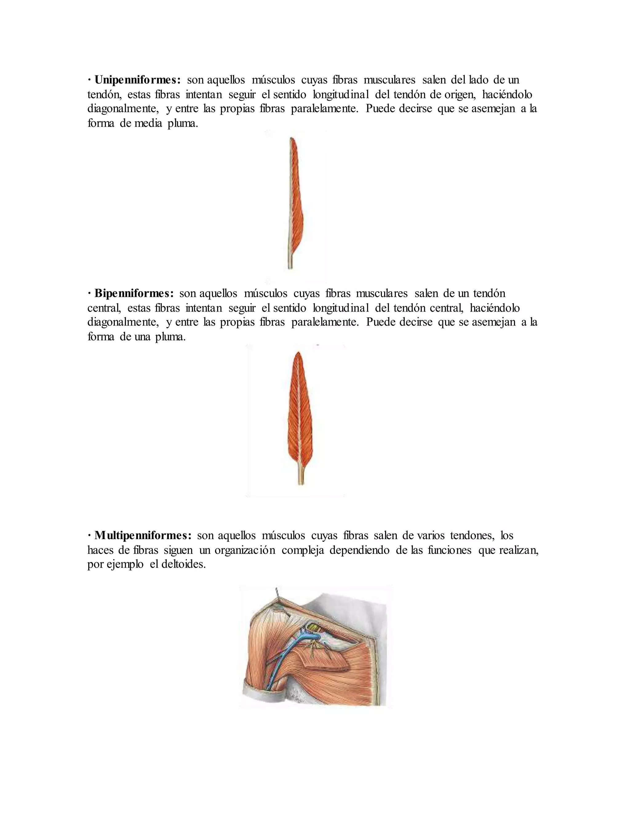 Clasificación de musculos | DOCX