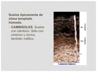 Clasificación de suelos FAO.pptx
