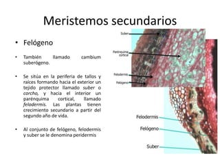 Clasificación de tejidos vegetales | PPTX